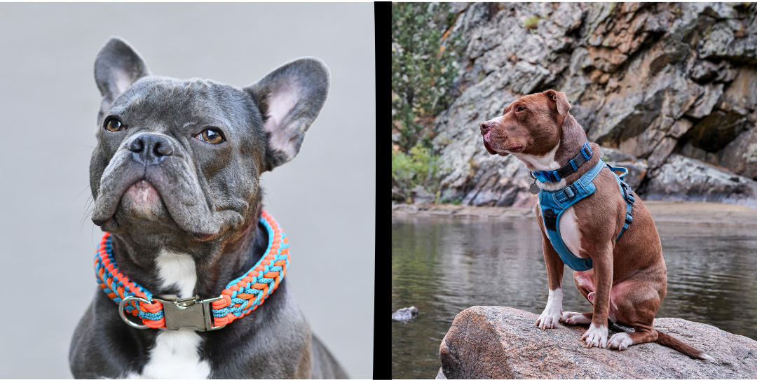 Harnesses vs. Collars: Which Is Best for Your Dog? – Bruno's Place