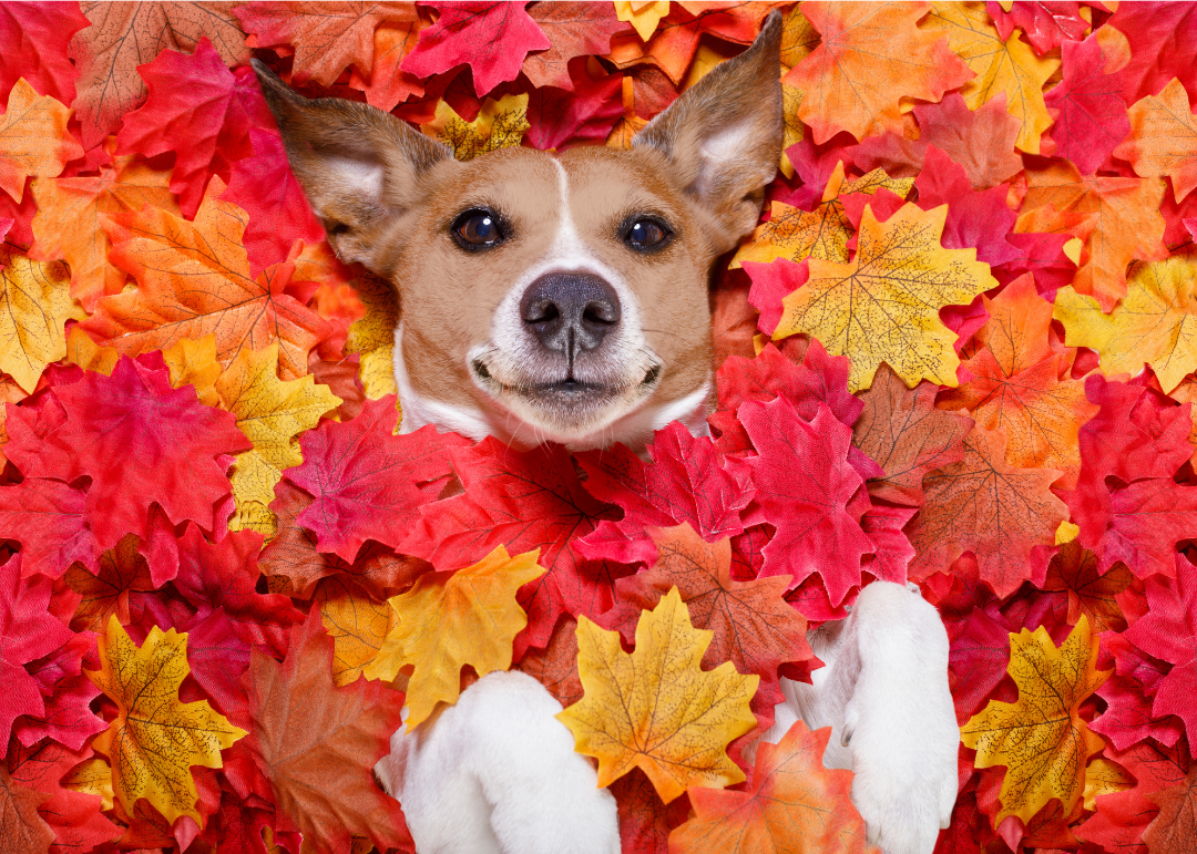8 Fall Experiences Your Pet Can’t Wait to Enjoy! – Bruno's Place